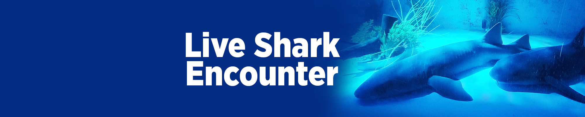 Arkansas Oklahoma State Fair | Live Shark Encounter