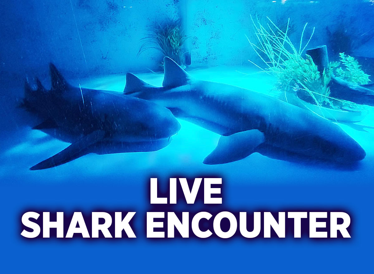 Arkansas Oklahoma State Fair | Live Shark Encounter