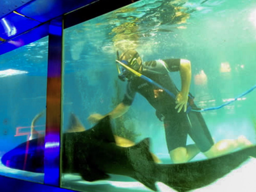 Arkansas Oklahoma State Fair | Live Shark Encounter